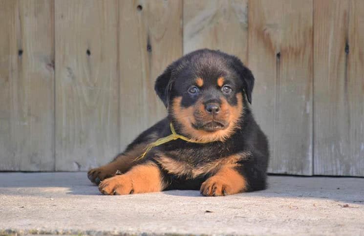 23232 Rottweiler Life