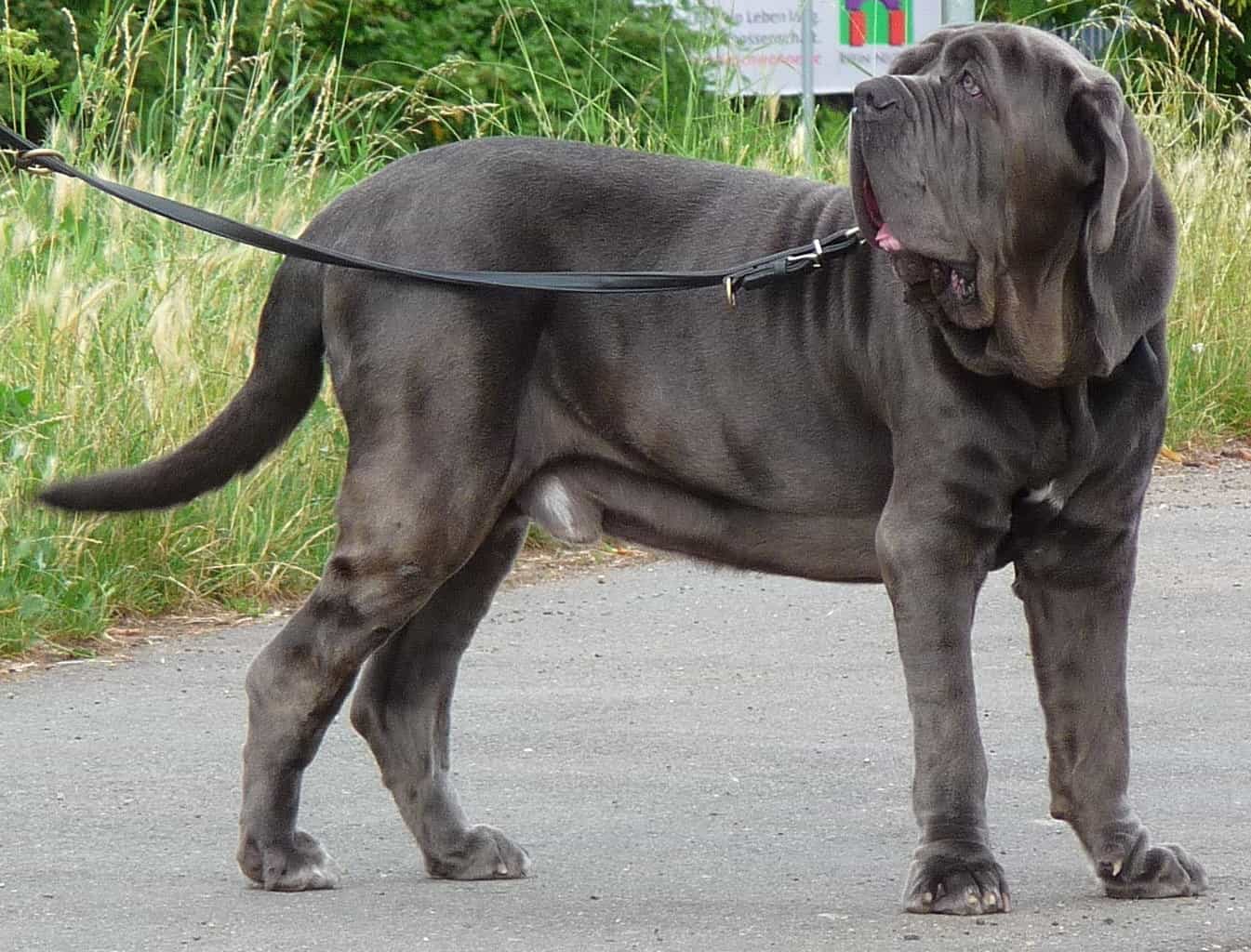 Top 10 Banned Dog Breeds
