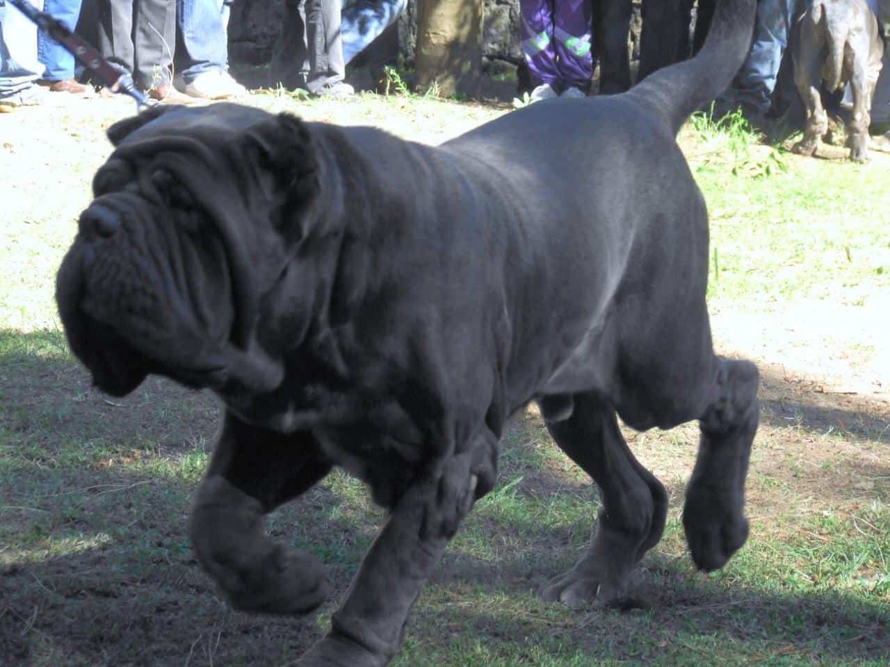 Neapolitan_Mastiff_Movement - Rottweiler Life