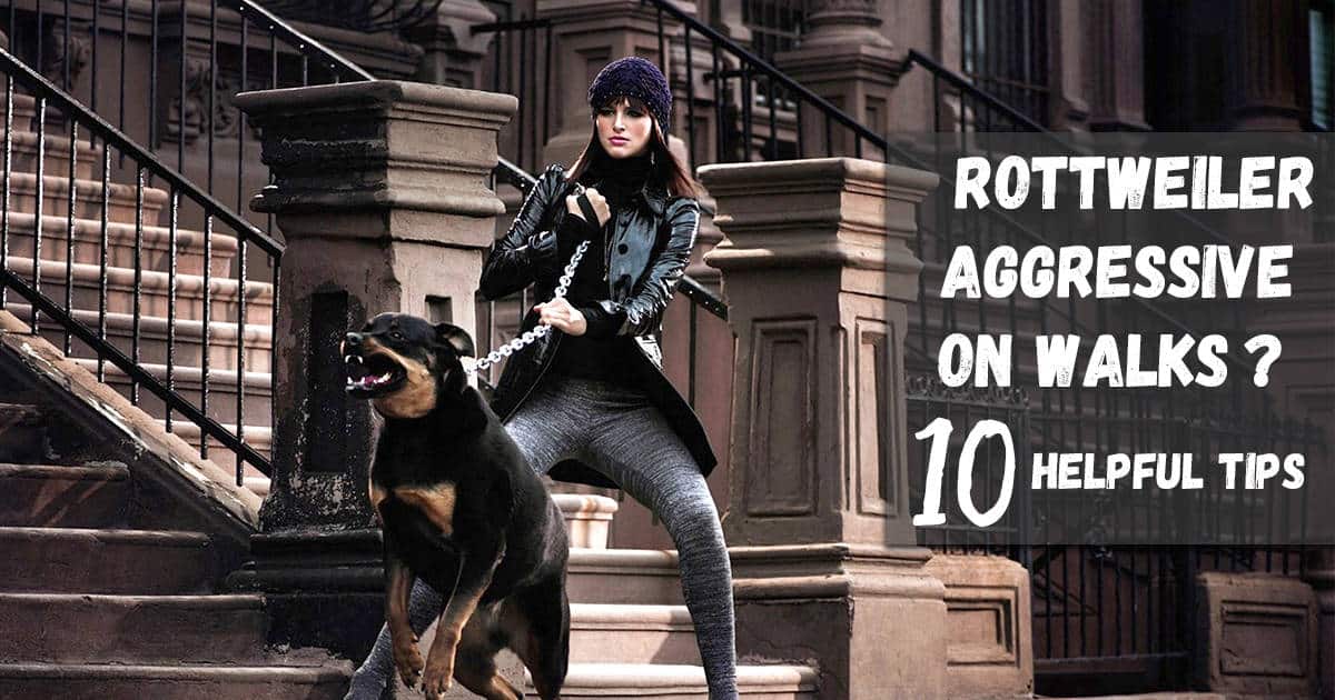 Rottweiler aggressive on walks ? Here are 10 Helpful Tips