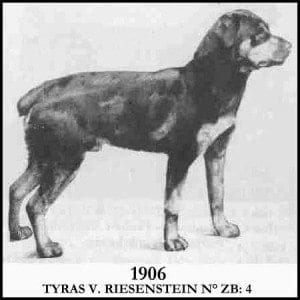 Rottweiler Old Historic Photographs And Videos