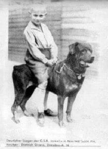 Rottweiler Old Historic Photographs And Videos