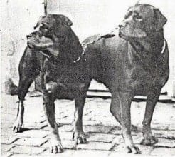 Rottweiler Old Historic Photographs And Videos