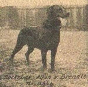 Rottweiler Old Historic Photographs And Videos