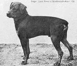 Rottweiler Old Historic Photographs And Videos
