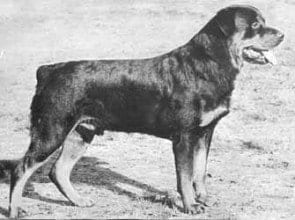 Rottweiler Old Historic Photographs And Videos