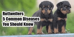 5 Common Rottweiler Diseases You Should Know - Rottweiler Life