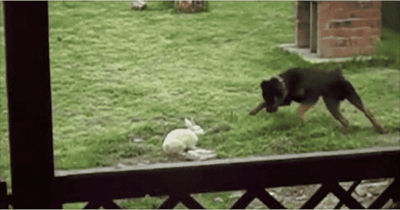 Rottweiler sees a rabbit outside and takes off running, but I’m glad ...