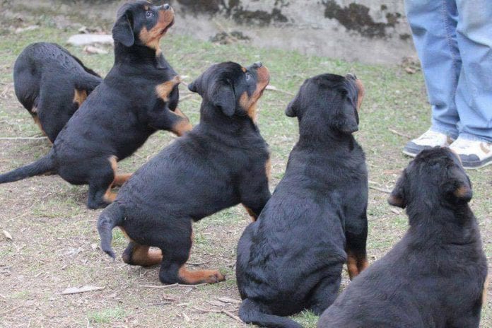 15 Things that you have to endure of your Rottweiler for real love ...