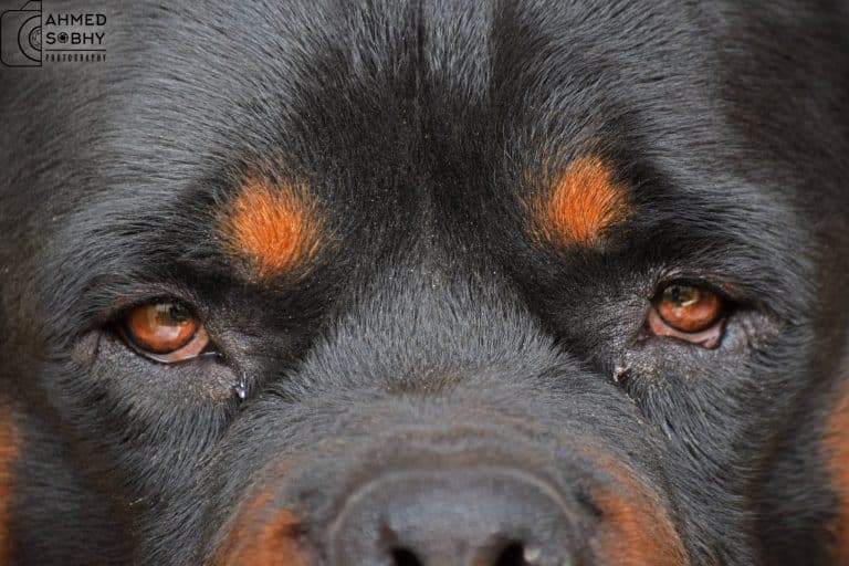 5 Common Rottweiler Diseases You Should Know - Rottweiler Life