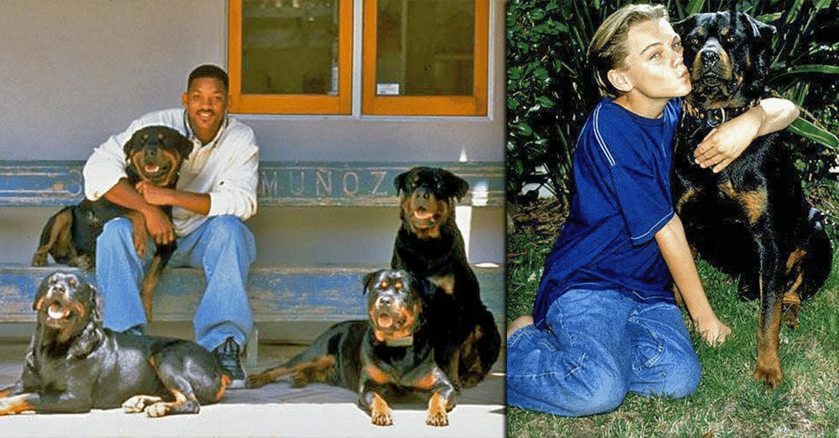 6 Celebrities With Rottweilers - Rottweiler Life