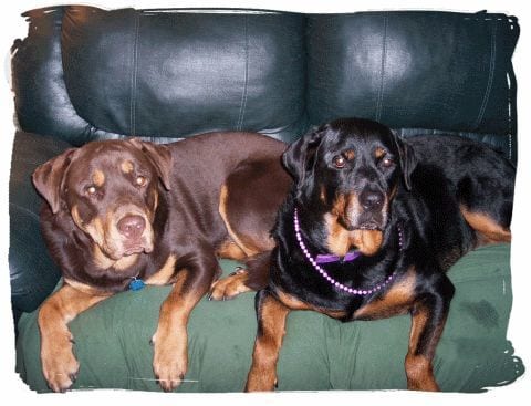 Red Rottweiler Puppies