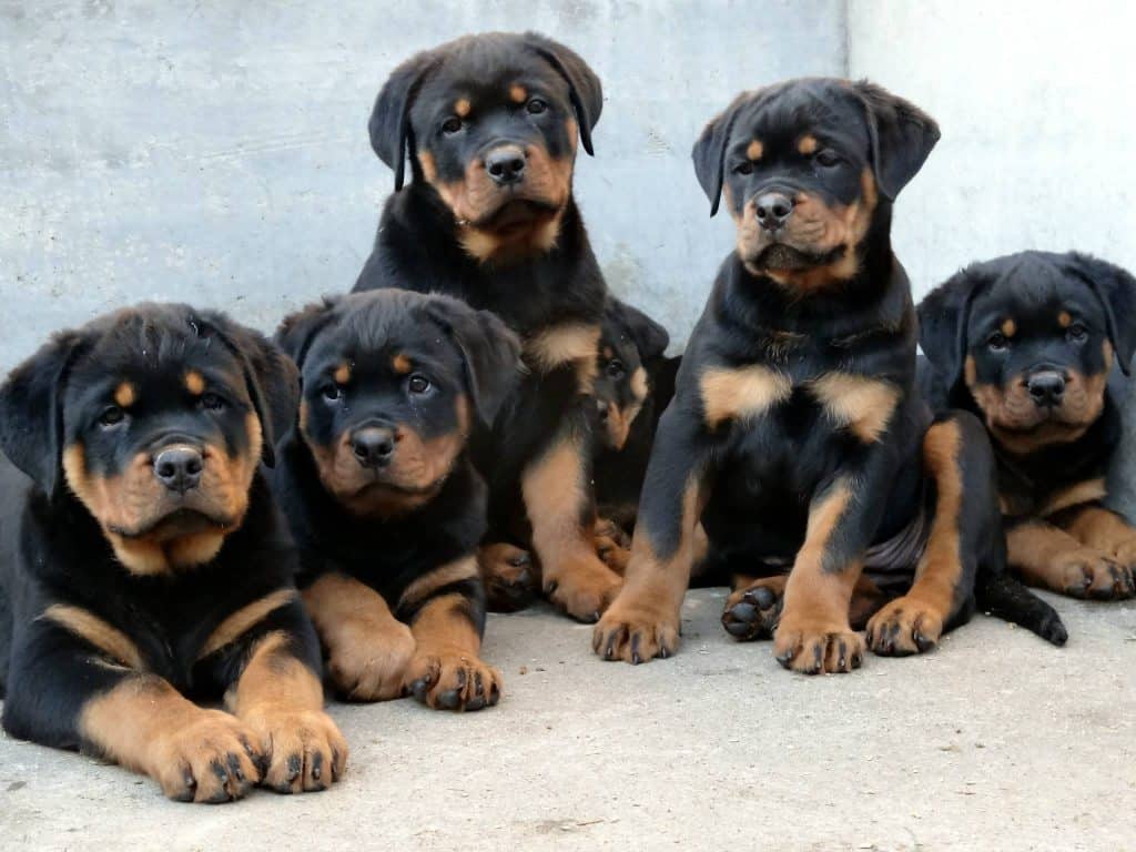 14 Red Flags that Prove You're A Crazy Rottweiler Person… And Are Damn ...