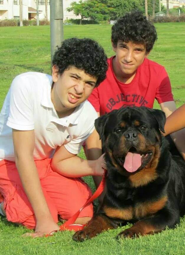 Full Grown Rottweiler Next To Human