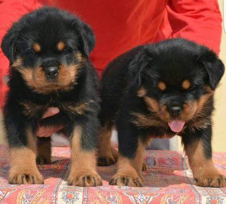 Importance Of A Healthy Rottweiler Diet | Rottweiler Life