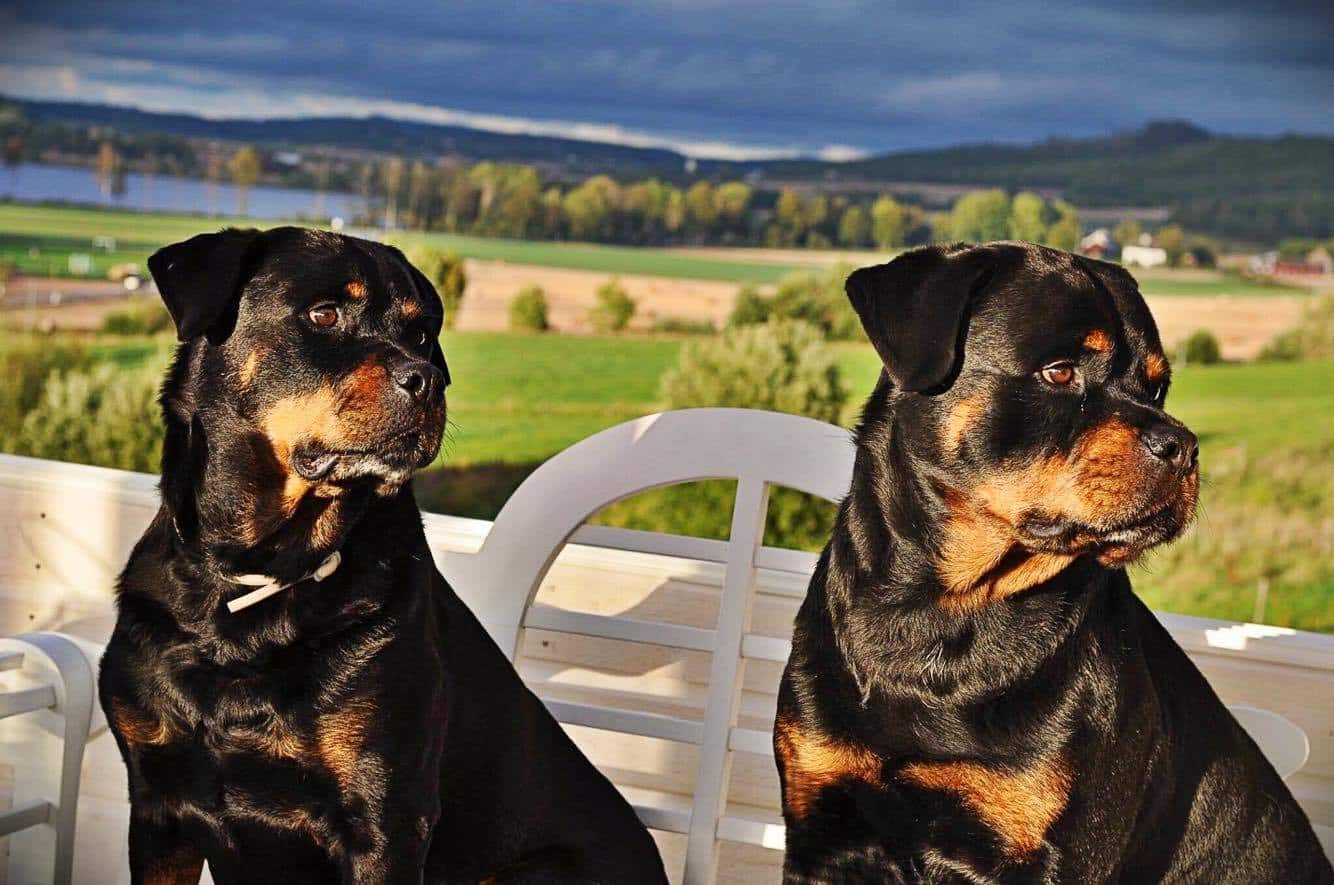 Tips On How To Successfully Train Your Dog - Rottweiler Life