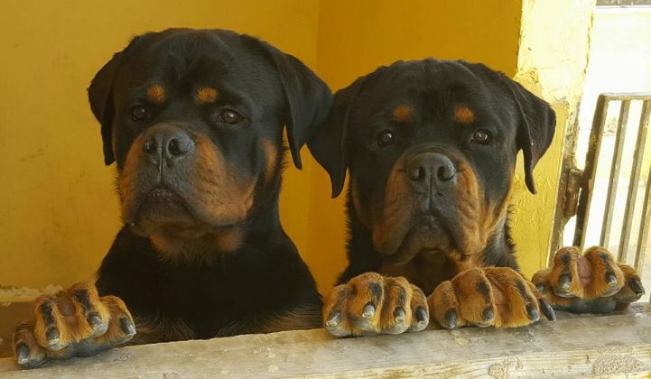 Caring For Your Rottweiler- Skin And Coat Care, And Some Boops ...