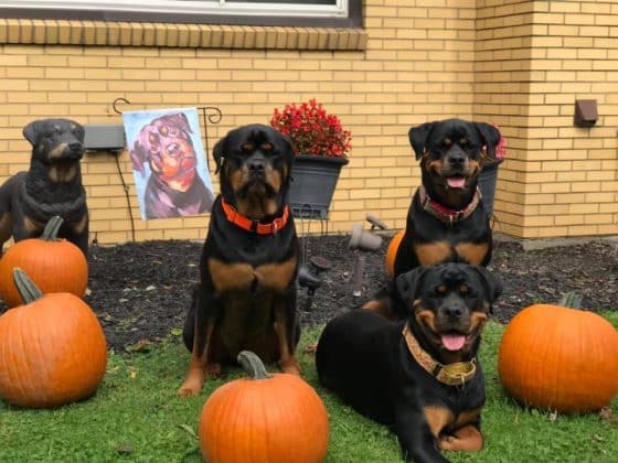 Rottweilers Are Both Smart And Goofy: Establish Yourself As The Leader ...