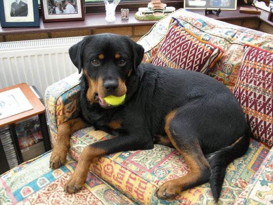 What Are The Worst Impediments To The Health Of Your Rottweiler ...