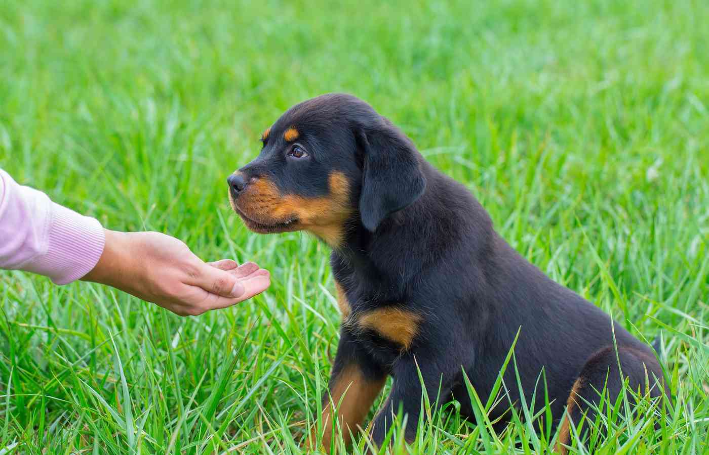 Teaching Commands To Your Rottweiler: Be Consistent And Regular ... Teaching Commands To Your Rottweiler: Be Consistent And Regular ...