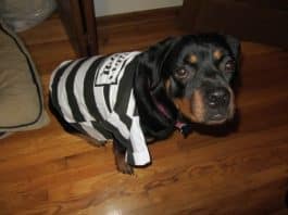 Here Are 10 Last-Minute Halloween Costume Ideas For Your Favorite ...