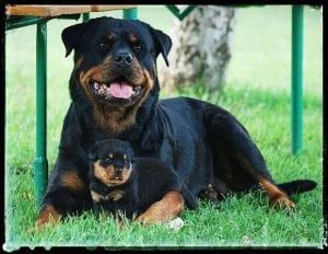 Does A Big Rottweiler Immediately Mean That Your Rottweiler Is Obese ...