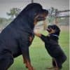 Does A Big Rottweiler Immediately Mean That Your Rottweiler Is Obese ...