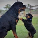 Does A Big Rottweiler Immediately Mean That Your Rottweiler Is Obese ...