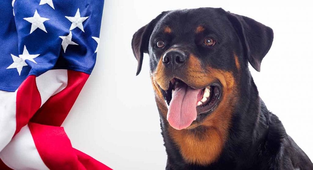 Differentiate Between American And German Rottweiler With These ...