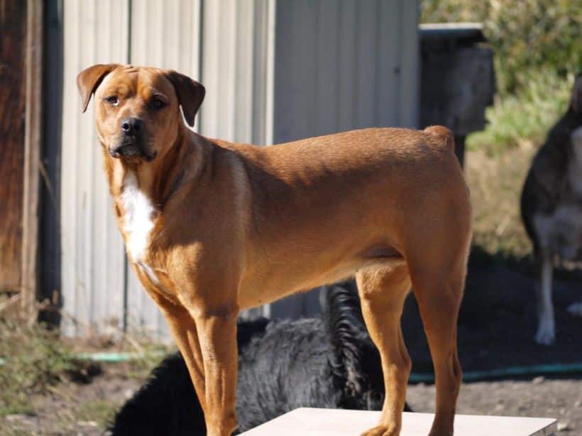 Light Brown Rottweiler