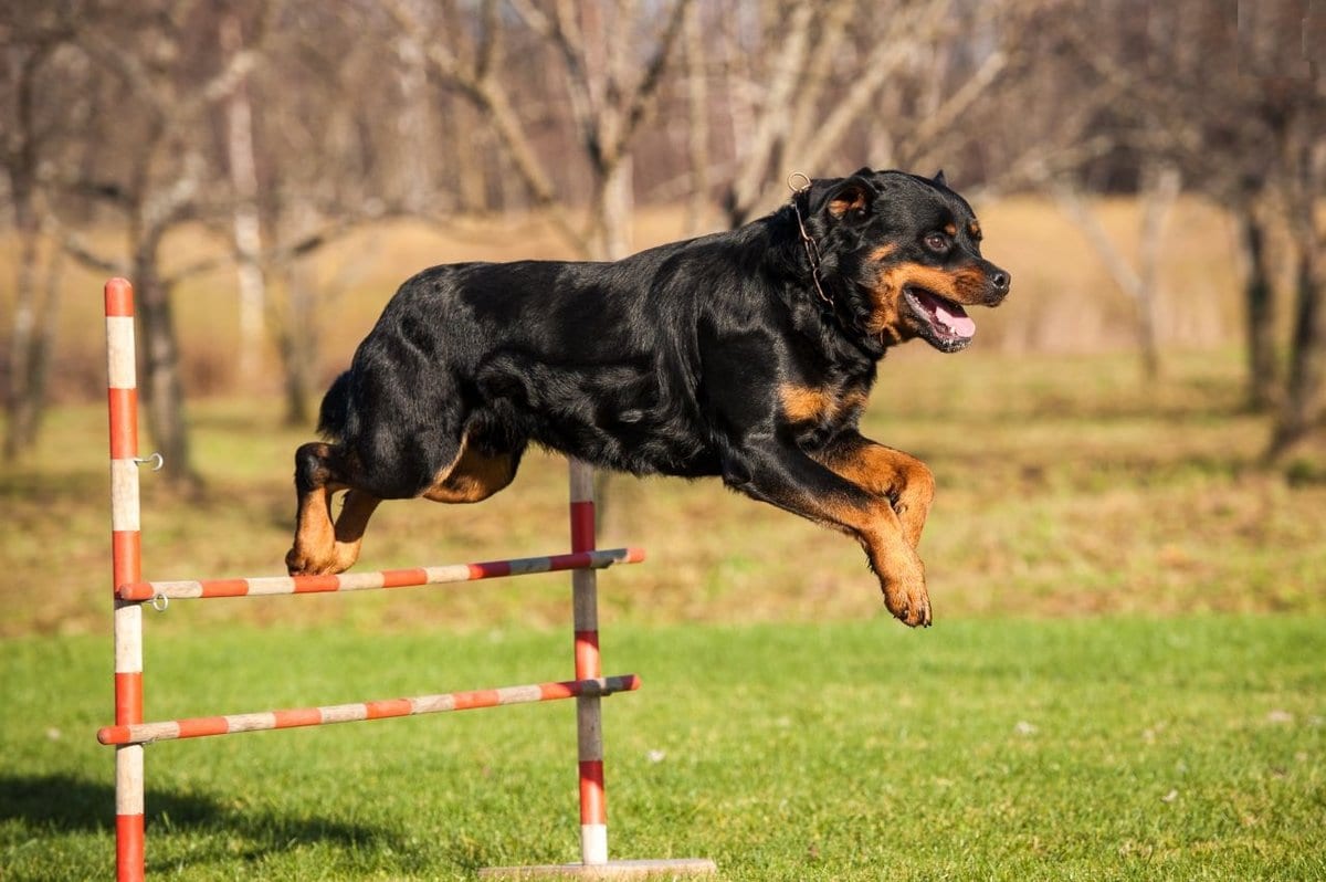 Obstacle Training Course For Your Rottweiler: Put Together An Exciting ...