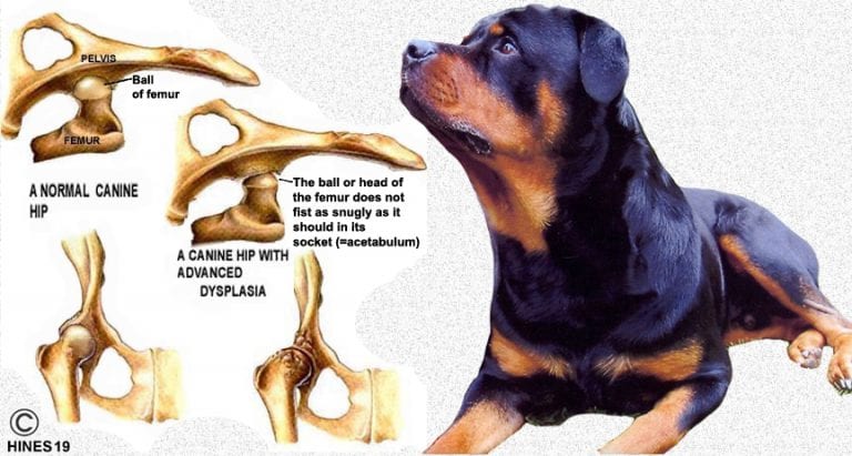 Fat Rottweiler Problems: Consequences Can Be Life-Threatening ...