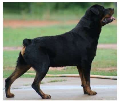 Why Do They Cut Rottweilers Tails