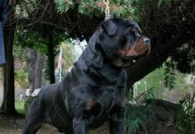 Learn About The Safety And The Risks Of Using Rottweiler Collars And ...