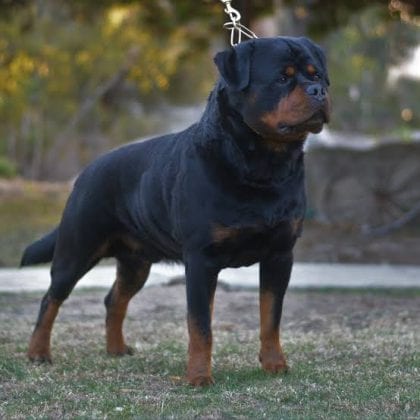 The Muscular Rottweiler: Help Your Rottweiler Gain More Muscle And ...