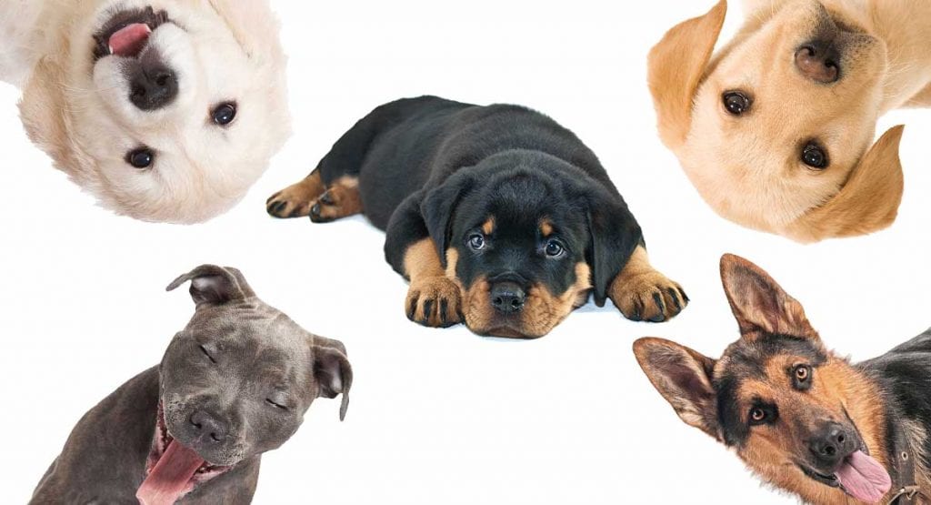Planning To Get A Mixed Breed Rottweiler? Here's What You Need To Know ...