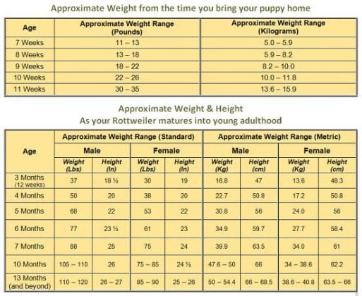 Average Rottweiler Weight: Steps To Take To Keep Them Within The Ideal ...