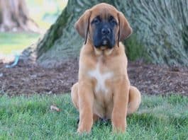 Rottweiler Mastiff Mix: A Formidable But Lovable Mix Who Will Be Both ...