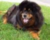 Rottweiler and Chow Mix Is An Ideal Companion | Rottweiler Life