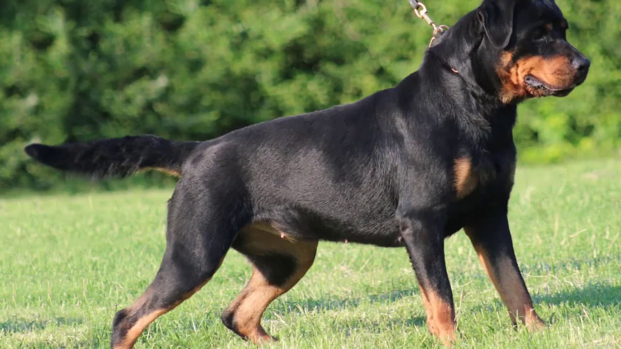 Is Your Rottweiler German Or American? Trace The Rottweiler Origin To ...