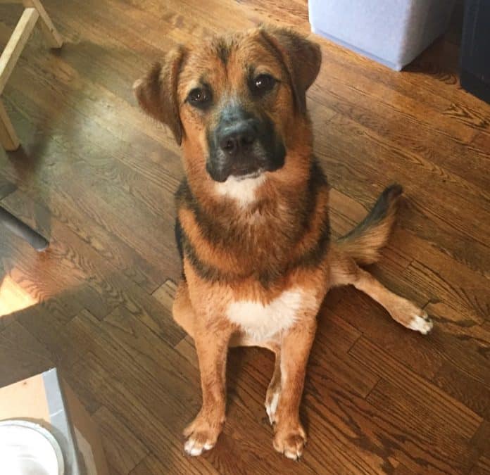 Rottweiler Mastiff Mix: A Formidable But Lovable Mix Who Will Be Both ...