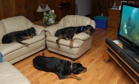 rottweilers-on-the-furniture (1) - Rottweiler Life