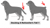 Rottweiler Tail - Tail Docking and related facts - Rottweiler Life