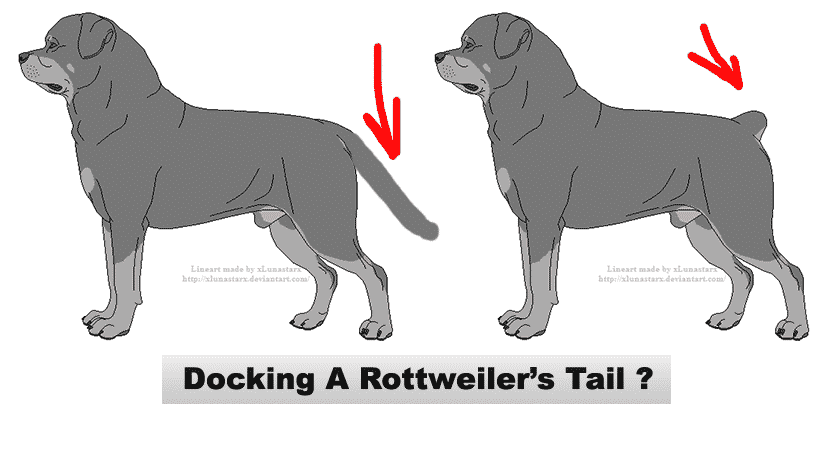 Are Rottweilers Tails Naturally Short