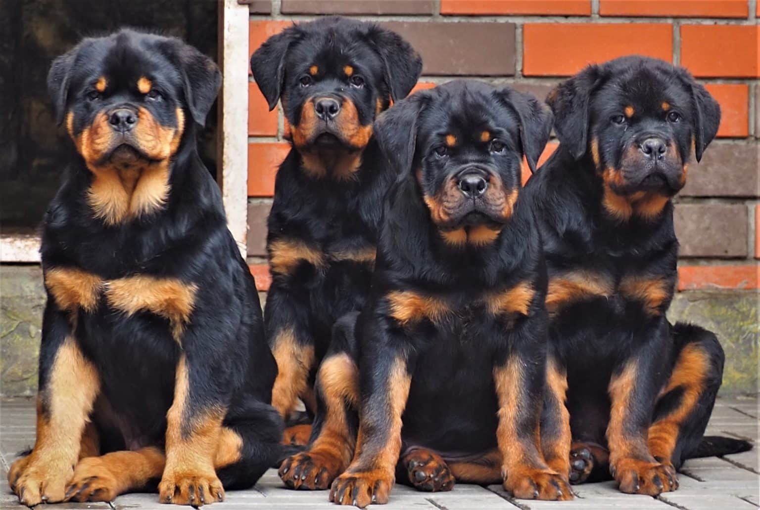 How to Make your Rottweiler Dog to Walk properly alongside ...