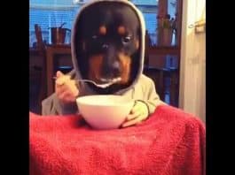 Hybrid Rottweiler And A Bowl Of Ice Cream - Rottweiler Life