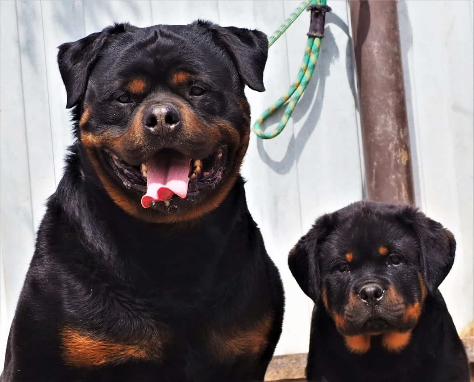How to maintain the health and fitness of your Rottweiler – 11 easily ...