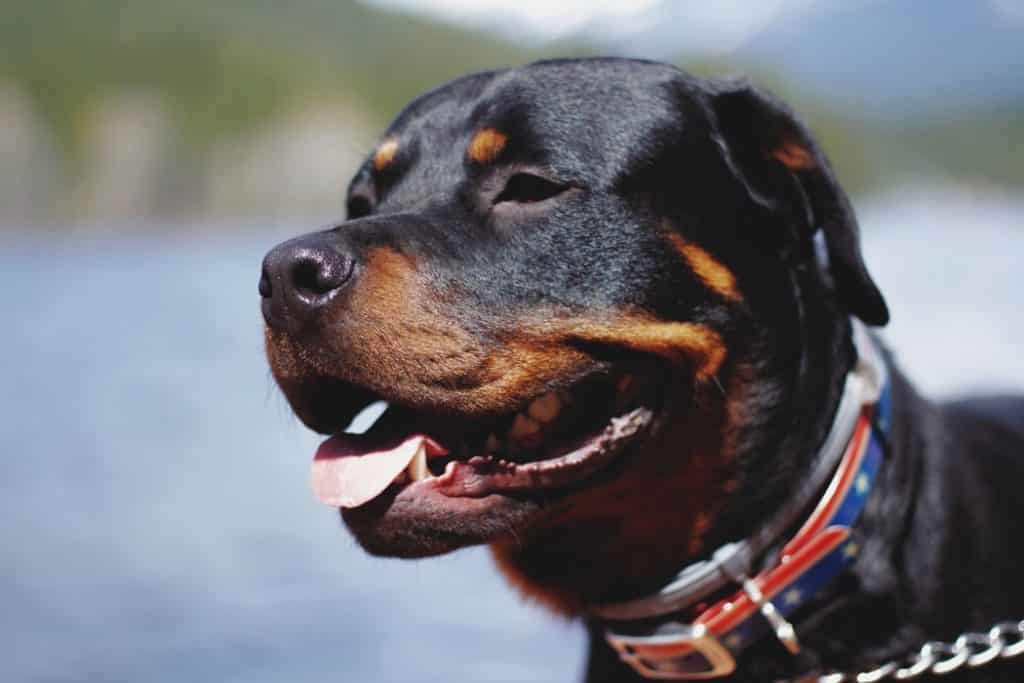 Rottweiler Behavior Explained - Rottweiler Life