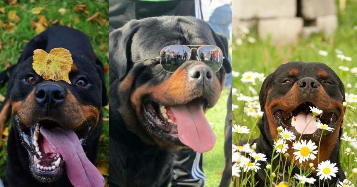 14 Best Photos Of Happy Rottweiler Dogs - Rottweiler Life