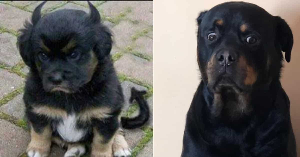 Untitled-Project (18) - Rottweiler Life